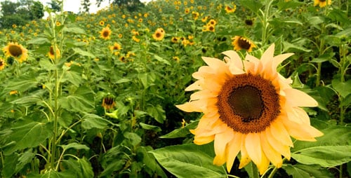 Farmers learn to use mAgri services as it improves their livelihood ...