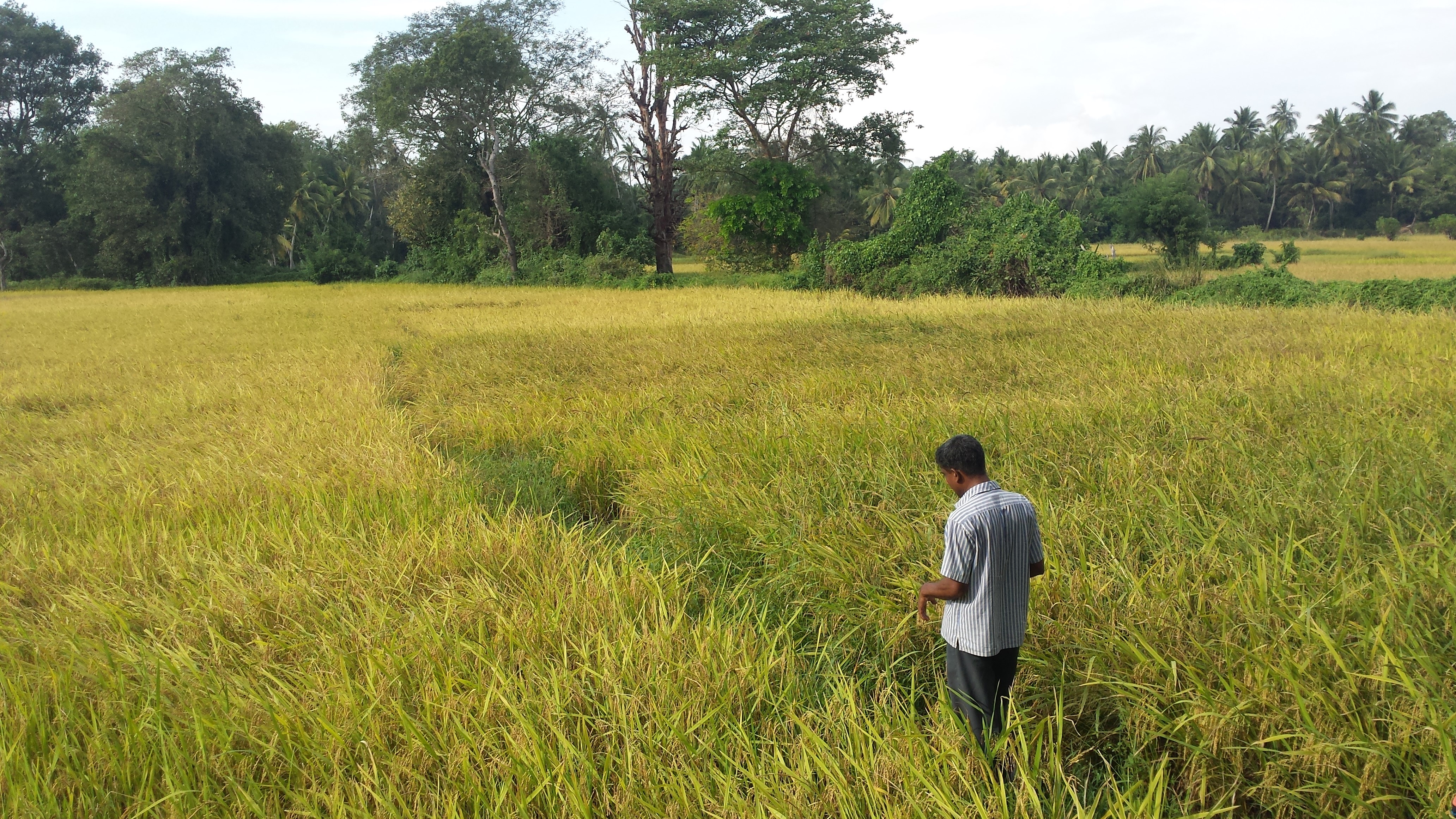 Mobile agriculture services change farming practices for 1.5 million ...