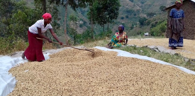 Supporting our members to rethink agricultural digitisation: Key ...