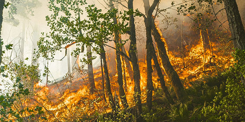 How frontier technologies help combat the threat of forest fires in ...