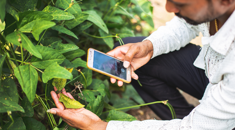 Detecting and managing crop pests and diseases with AI: Insights from ...